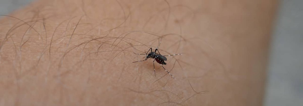 Ennetbaden: Invasive Tierarten (Neozoen)